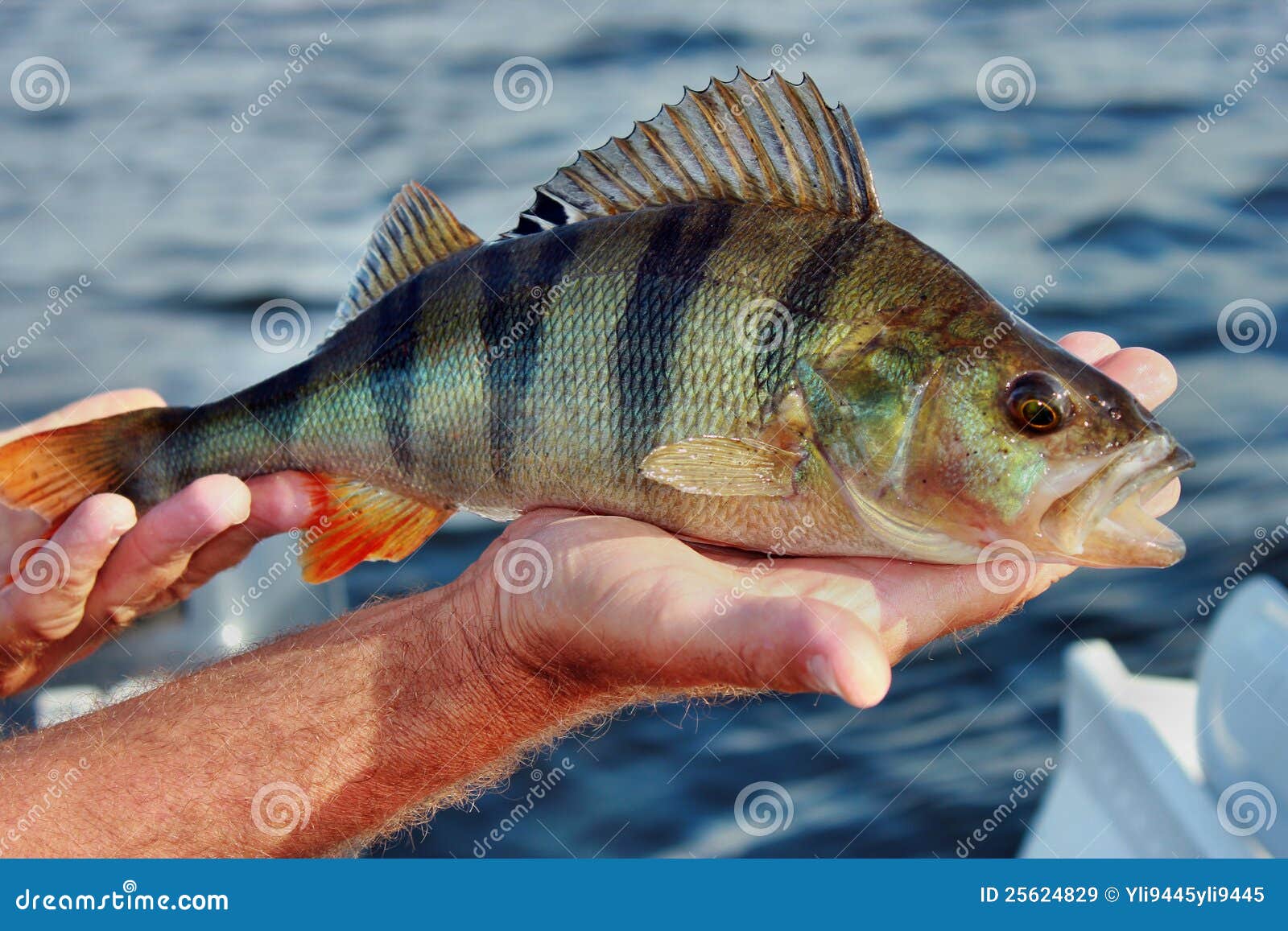 Perch caught in the hand stock image. Image of hobbies - 25624829