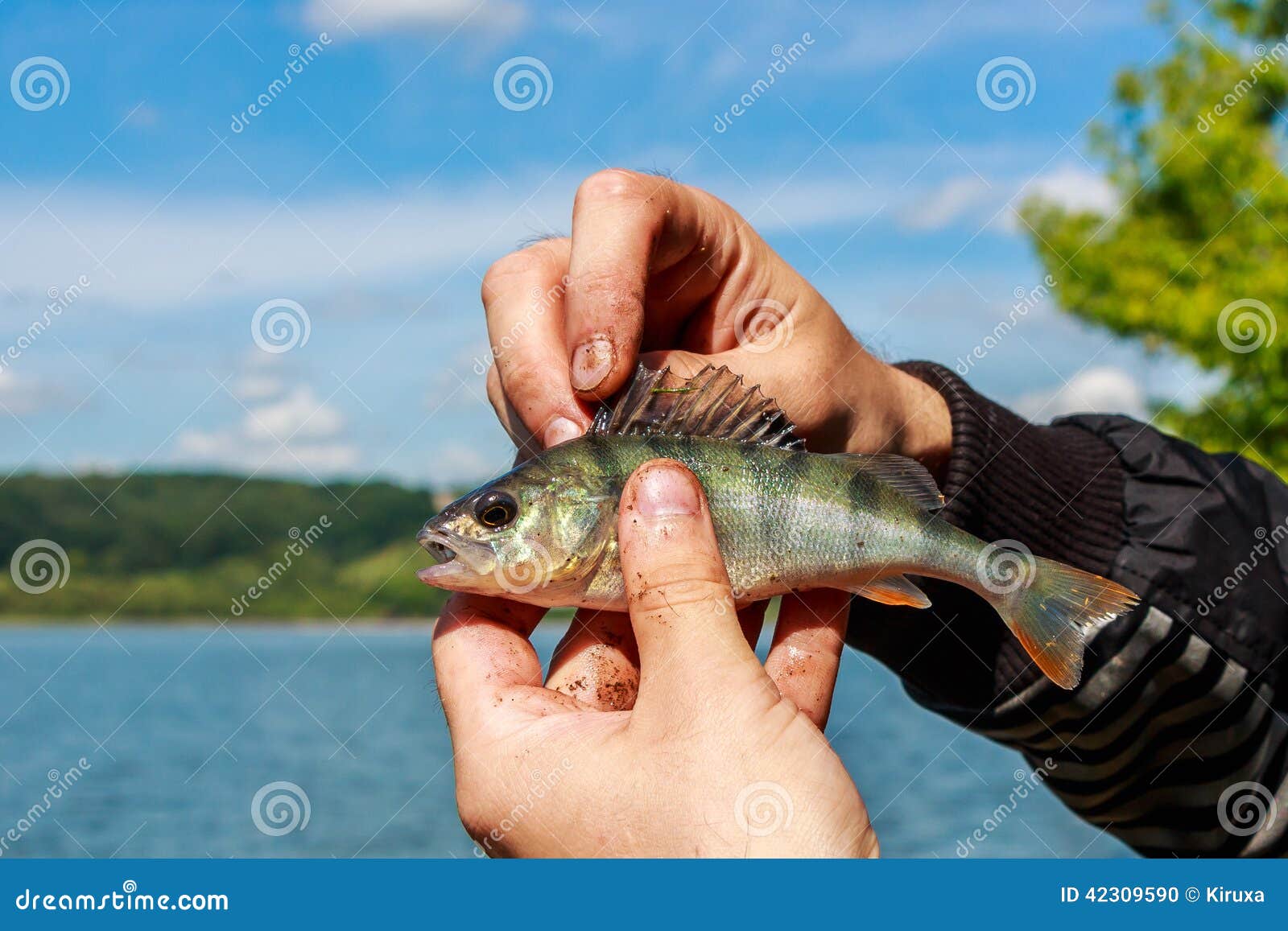 Perch caught stock photo. Image of nature, sunny, bass - 42309590