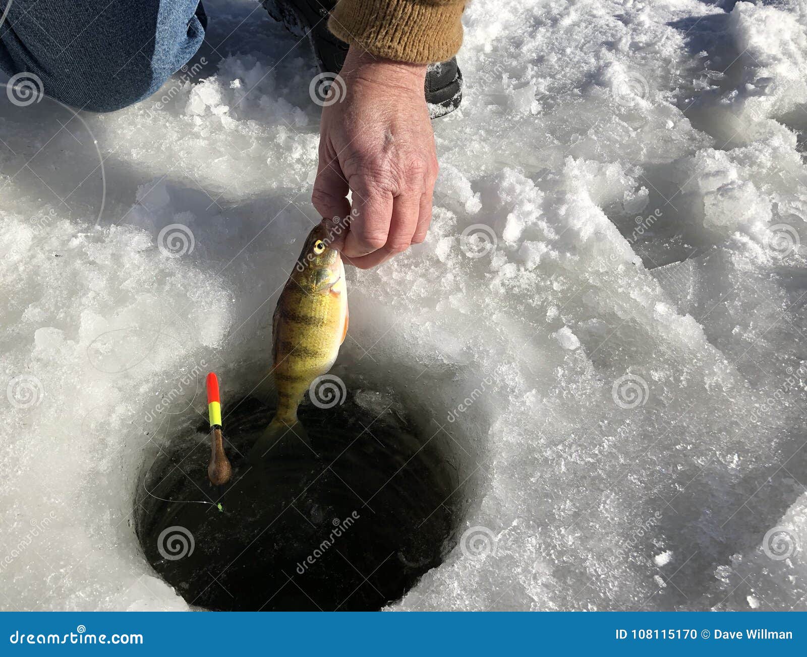 Perch Caught while Ice Fishing Stock Photo - Image of fish, frozen ...