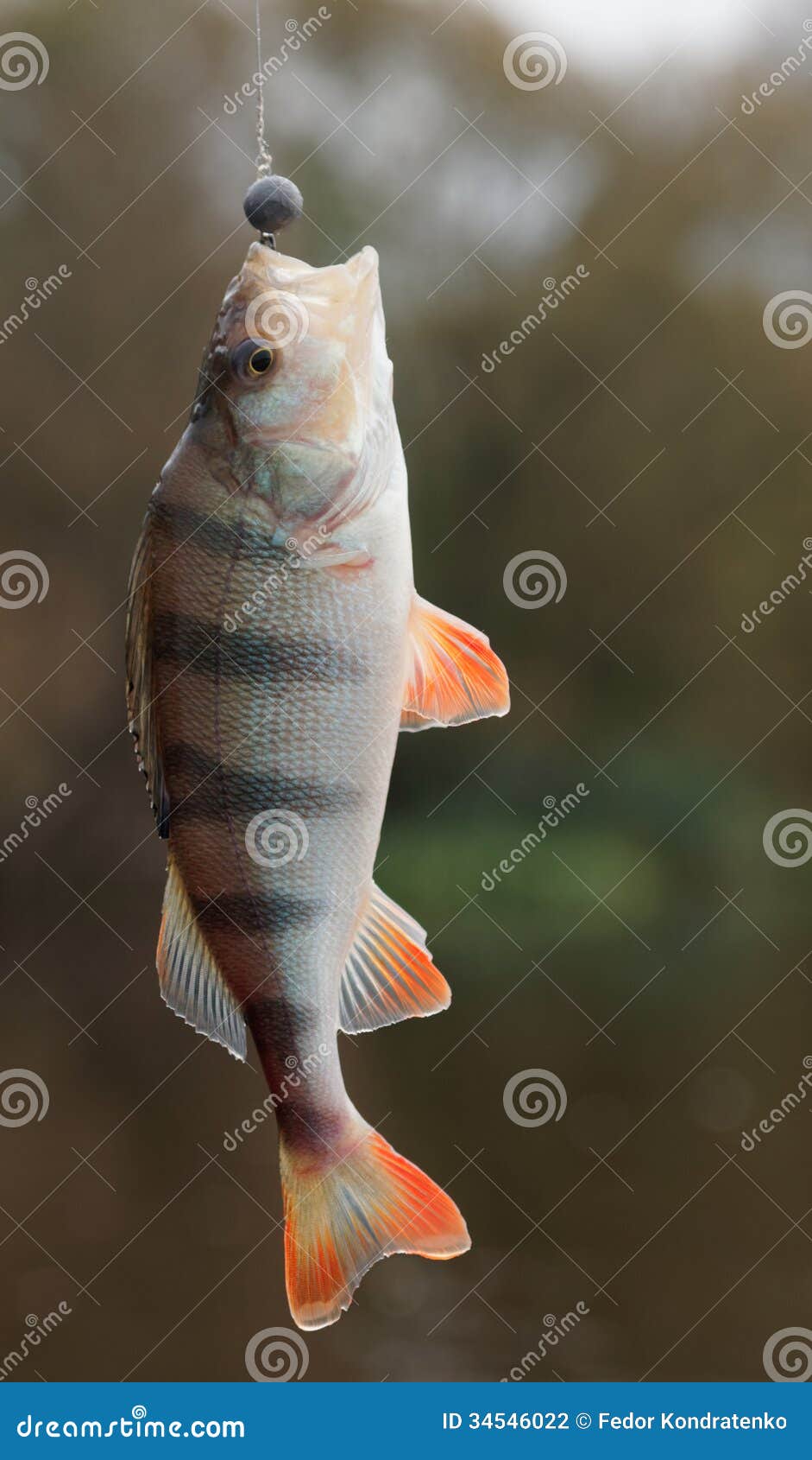 Perch caught on jig lure stock photo. Image of casting - 34546022