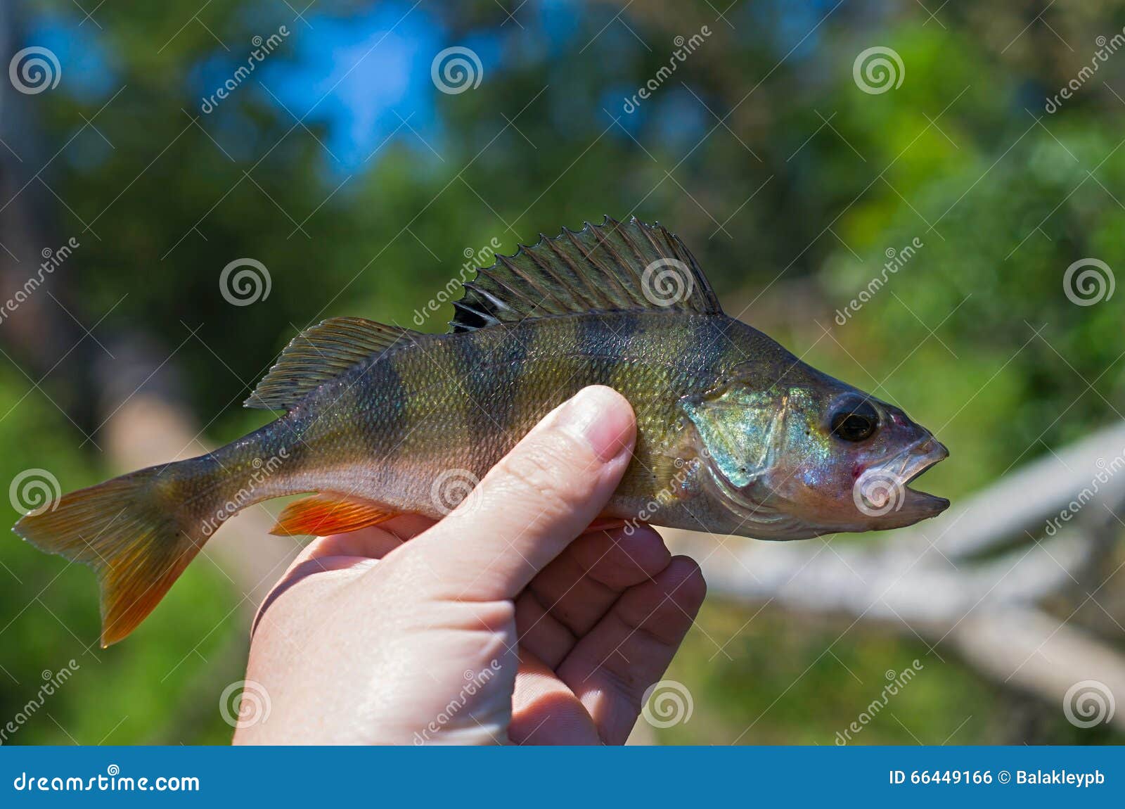 Perch stock photo. Image of hand, river, freshwater, nature - 66449166