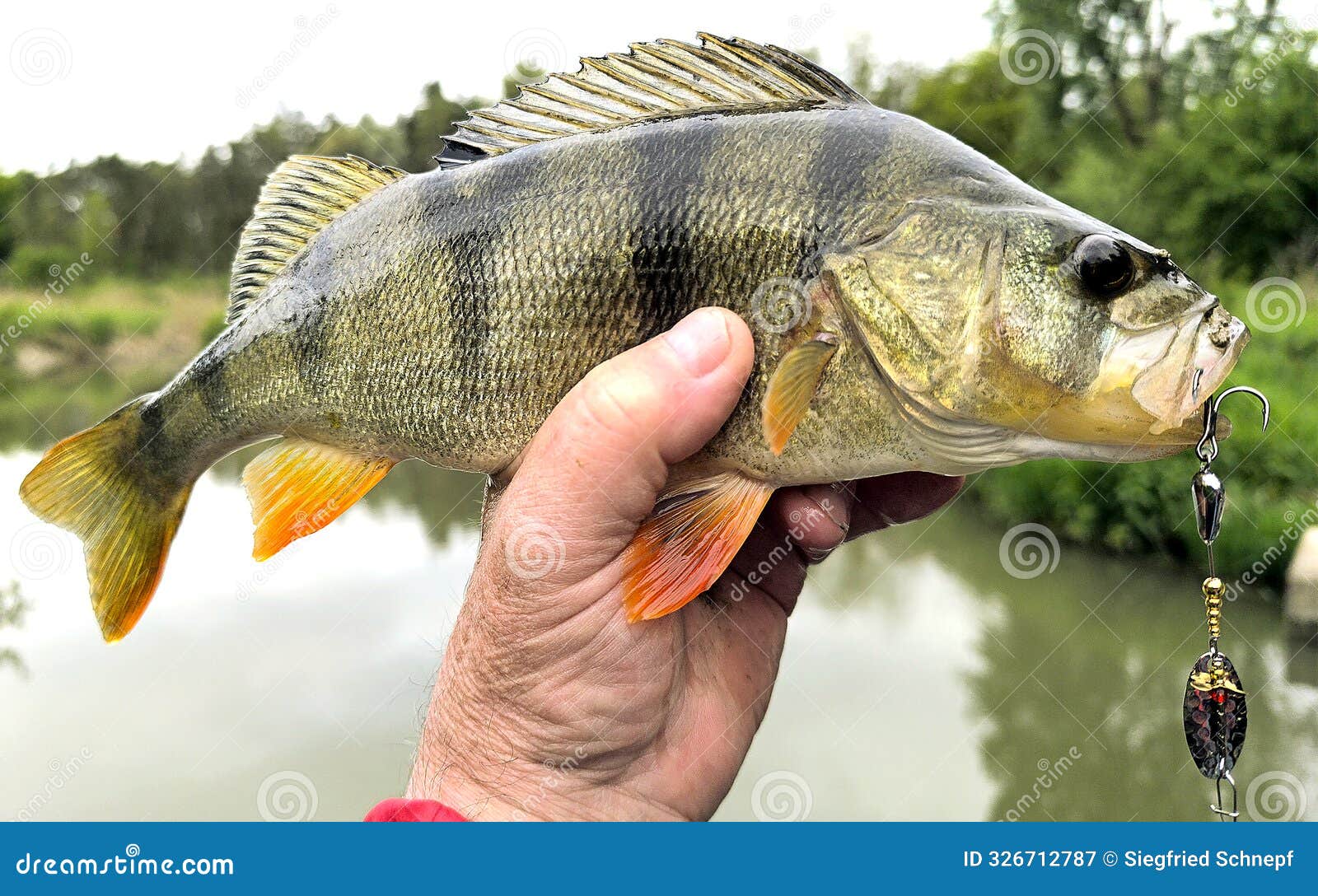 Perch caught with spinner stock image. Image of predators - 326712787