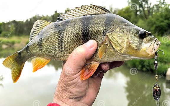 Perch caught with spinner stock image. Image of predators - 326712787