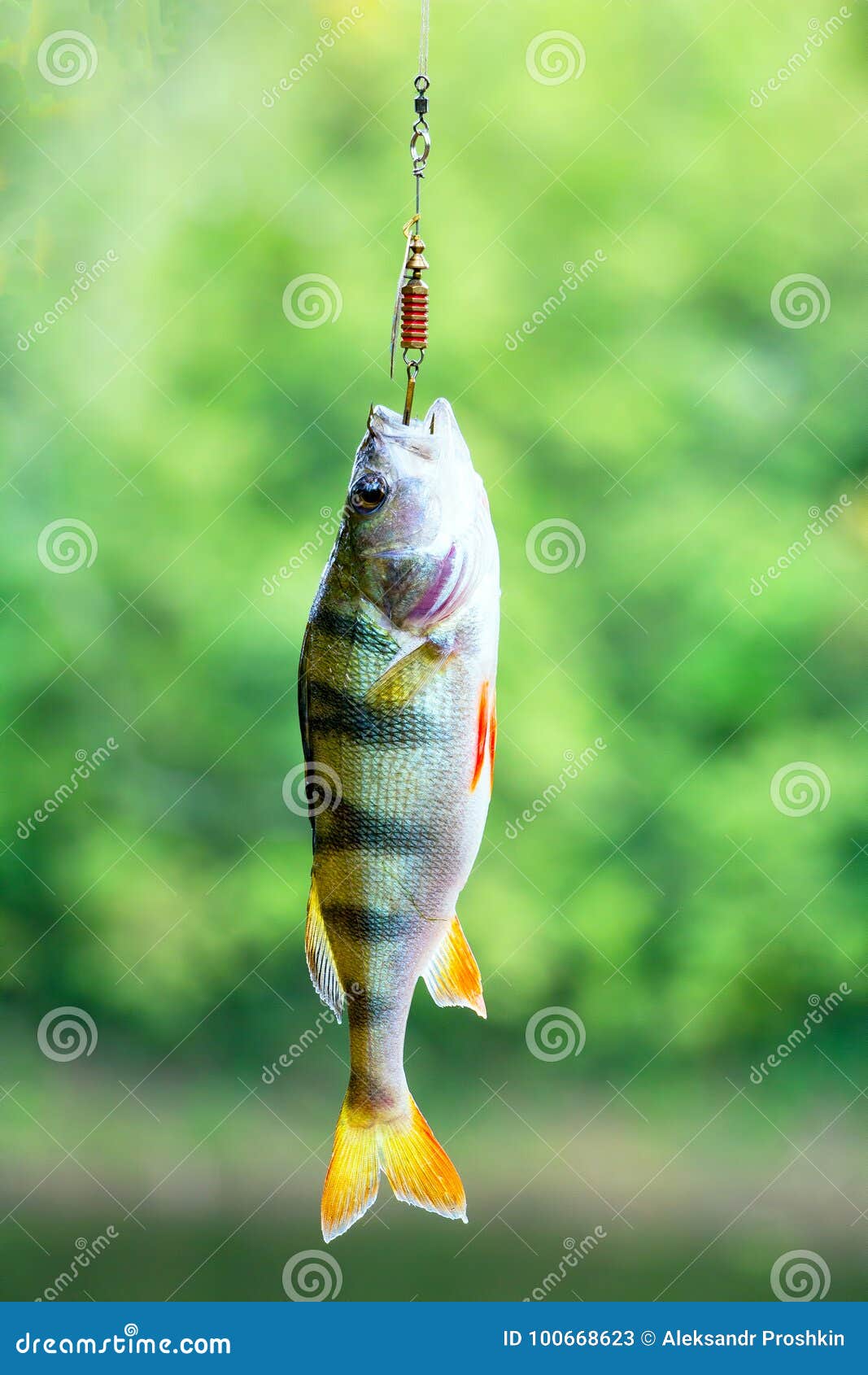 River perch on the hook stock image. Image of concept - 100668623