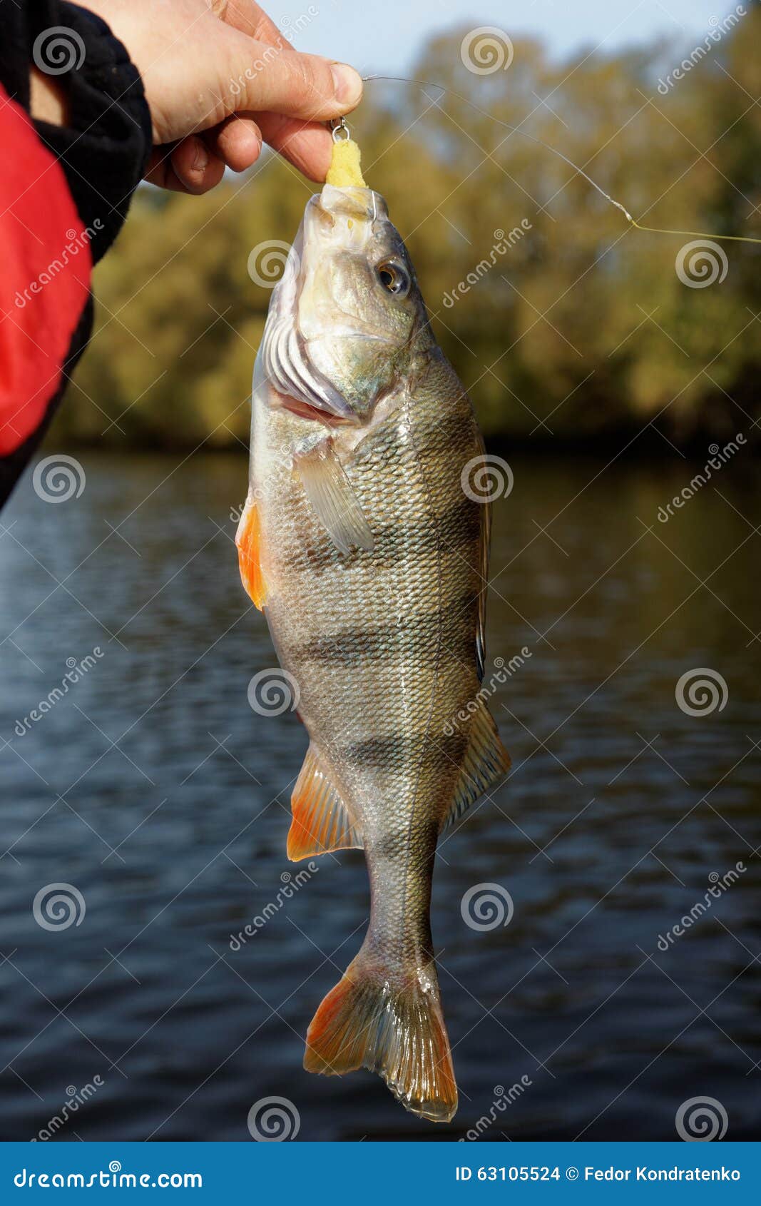 Perch caught on sunny day stock photo. Image of striped - 63105524