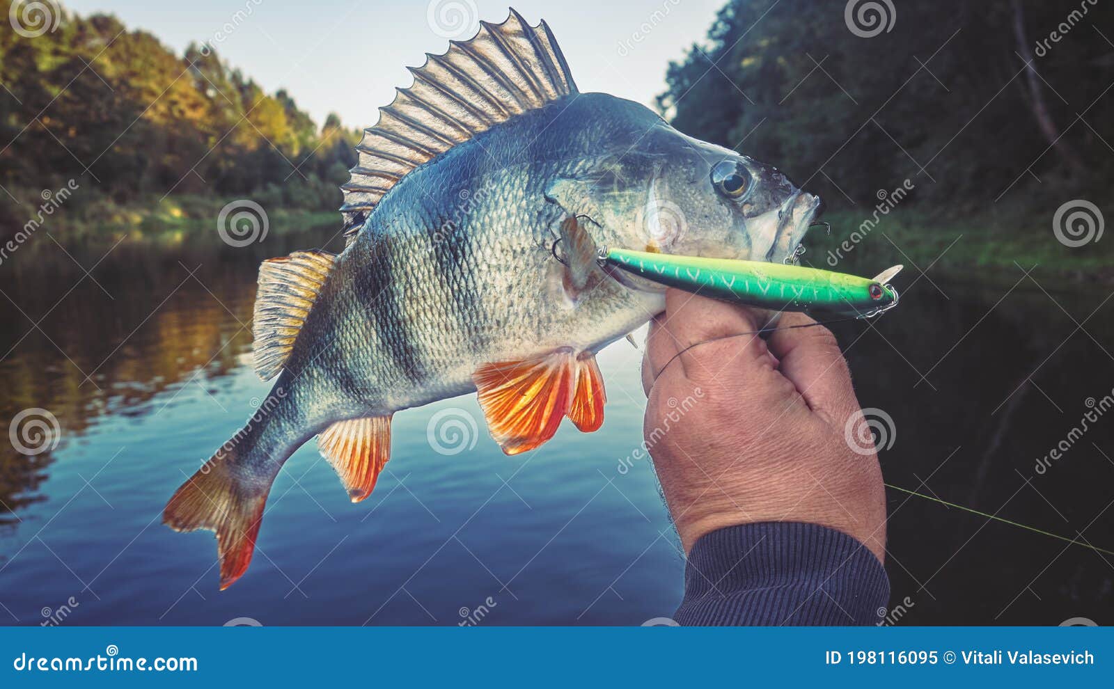 Perch Close-up in the Hand of the Angler Stock Image - Image of ...