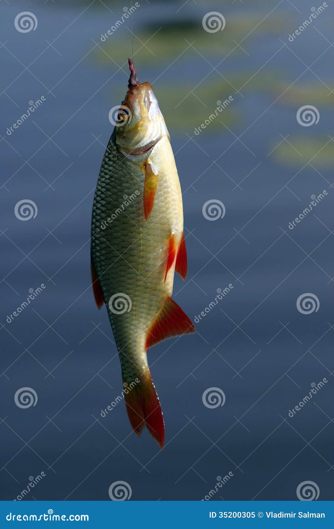 Perch stock image. Image of fish, russia, fishing, closeup - 35200305