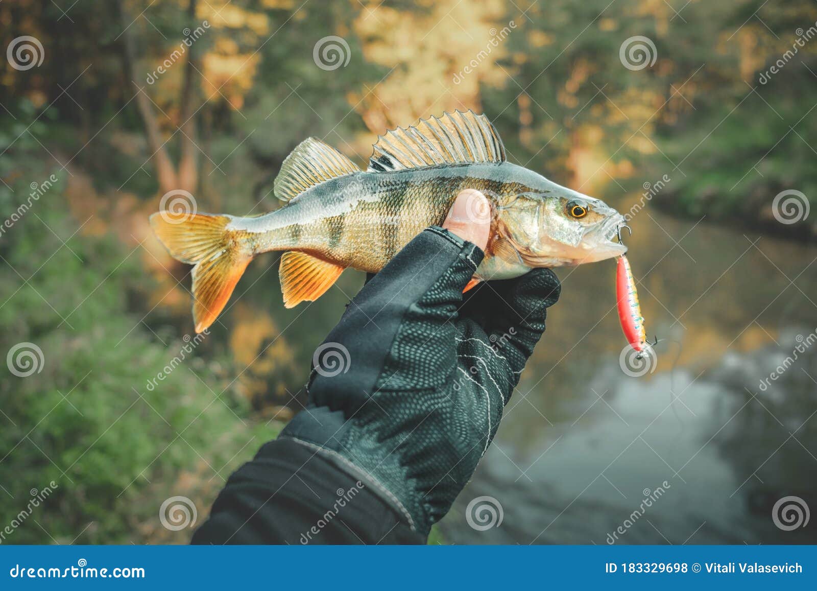 Perch Closeup. Fishing on the Principle & X22;catch and Release Stock ...