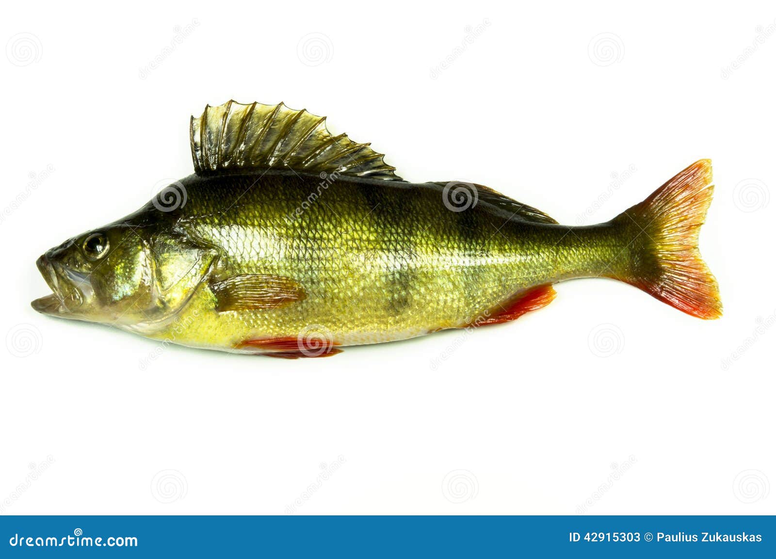 A perch stock image. Image of scale, perch, fishing, fish - 42915303