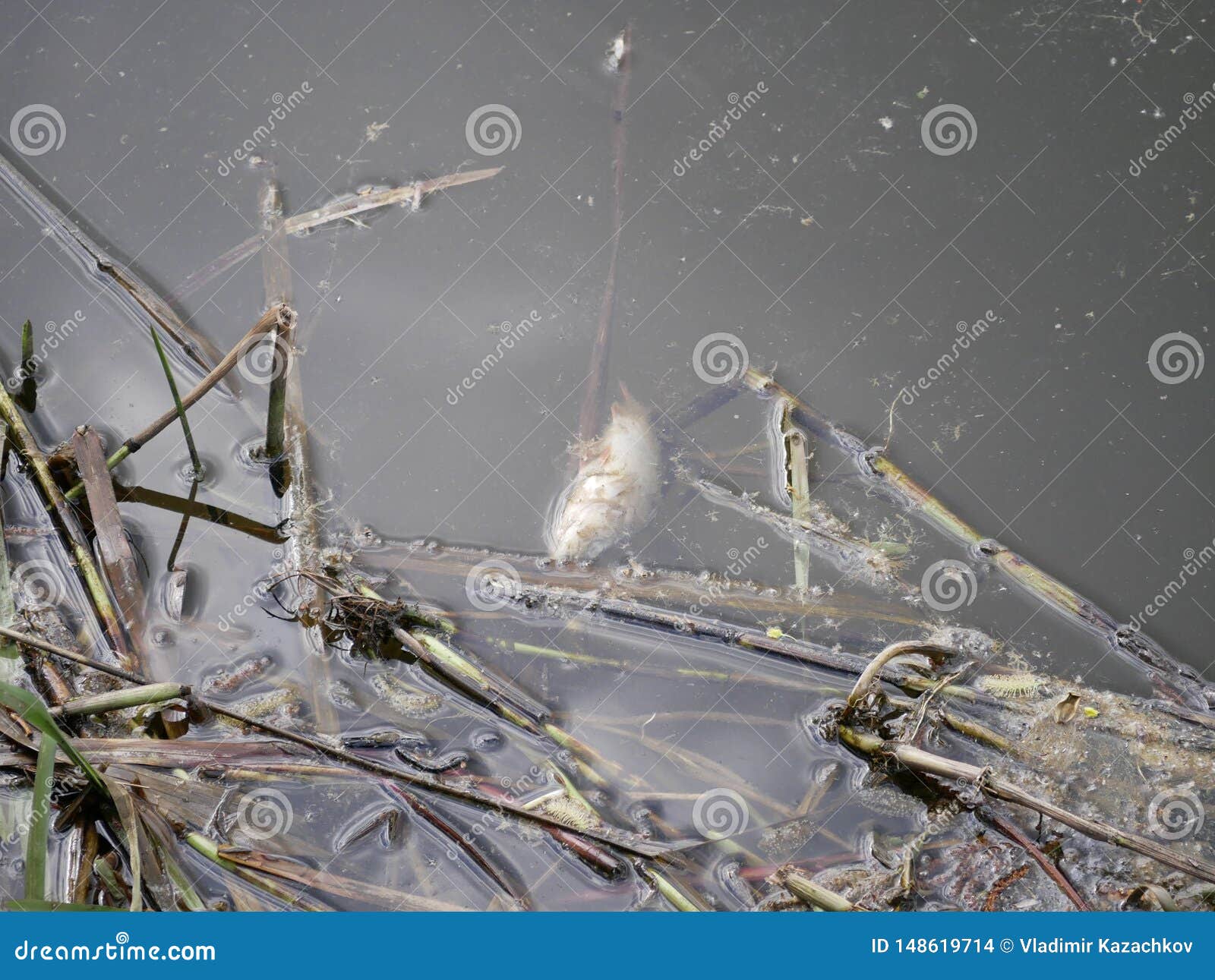 Perch Dead on the Surface of the River Near the Shore Stock Photo ...