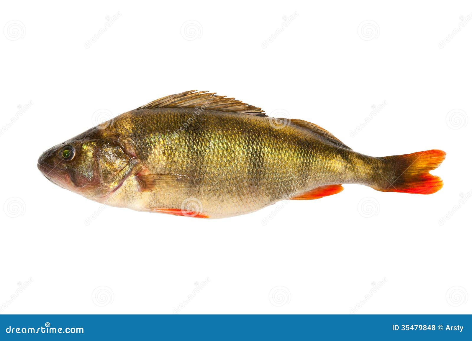 Perch stock photo. Image of fish, striped, seafood, horizontal - 35479848
