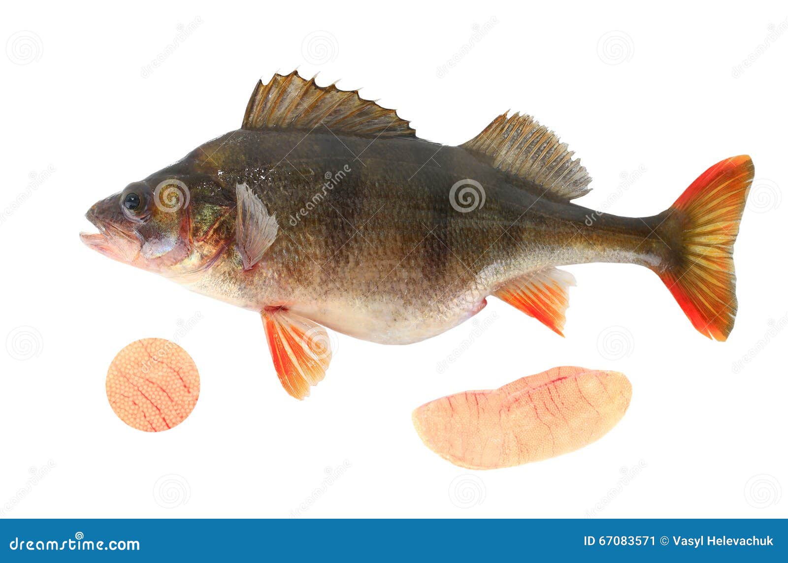 Perch female stock image. Image of caviar, small, fish - 67083571