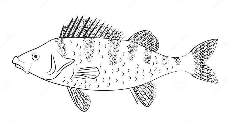 Perch. Vector Outline Image. Stock Vector - Illustration of animal ...