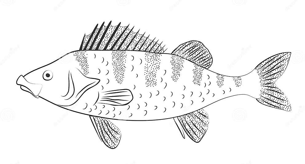 Perch. Vector Outline Image. Stock Vector - Illustration of animal ...
