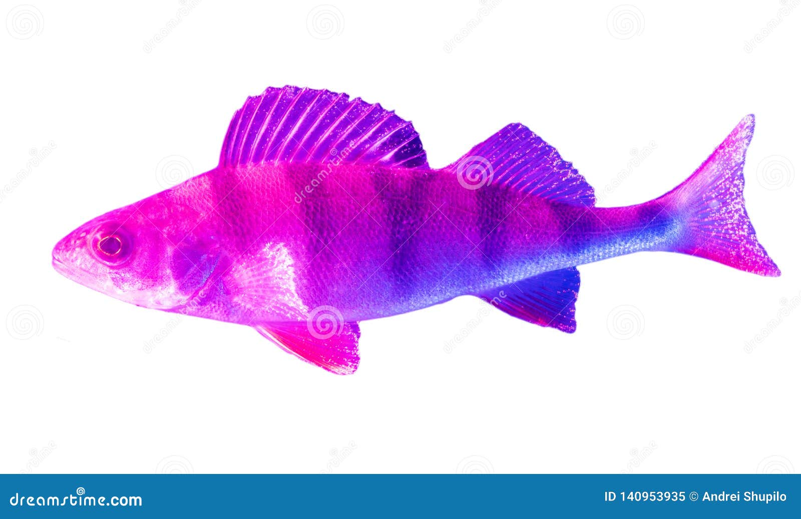 Perch Fish in Blue and Pink Color Isolated on White Background Stock ...