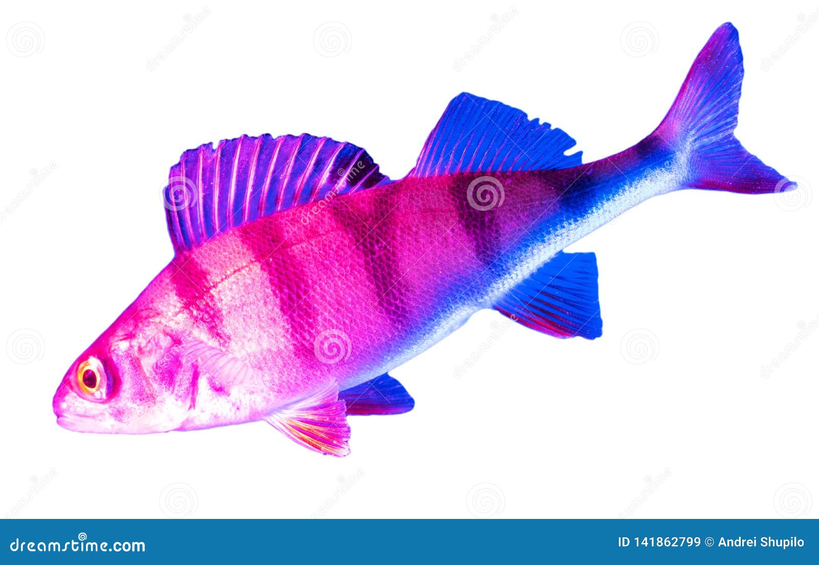 Perch Fish in Blue and Pink Color Isolated on White Background Stock ...