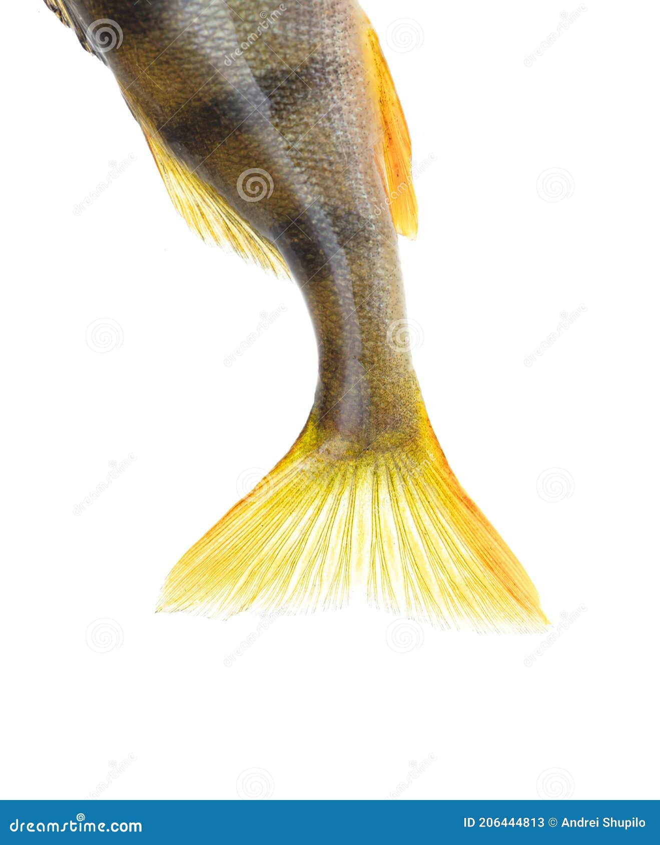 Perch Fish Fin Isolated on White Background Stock Image - Image of meat ...