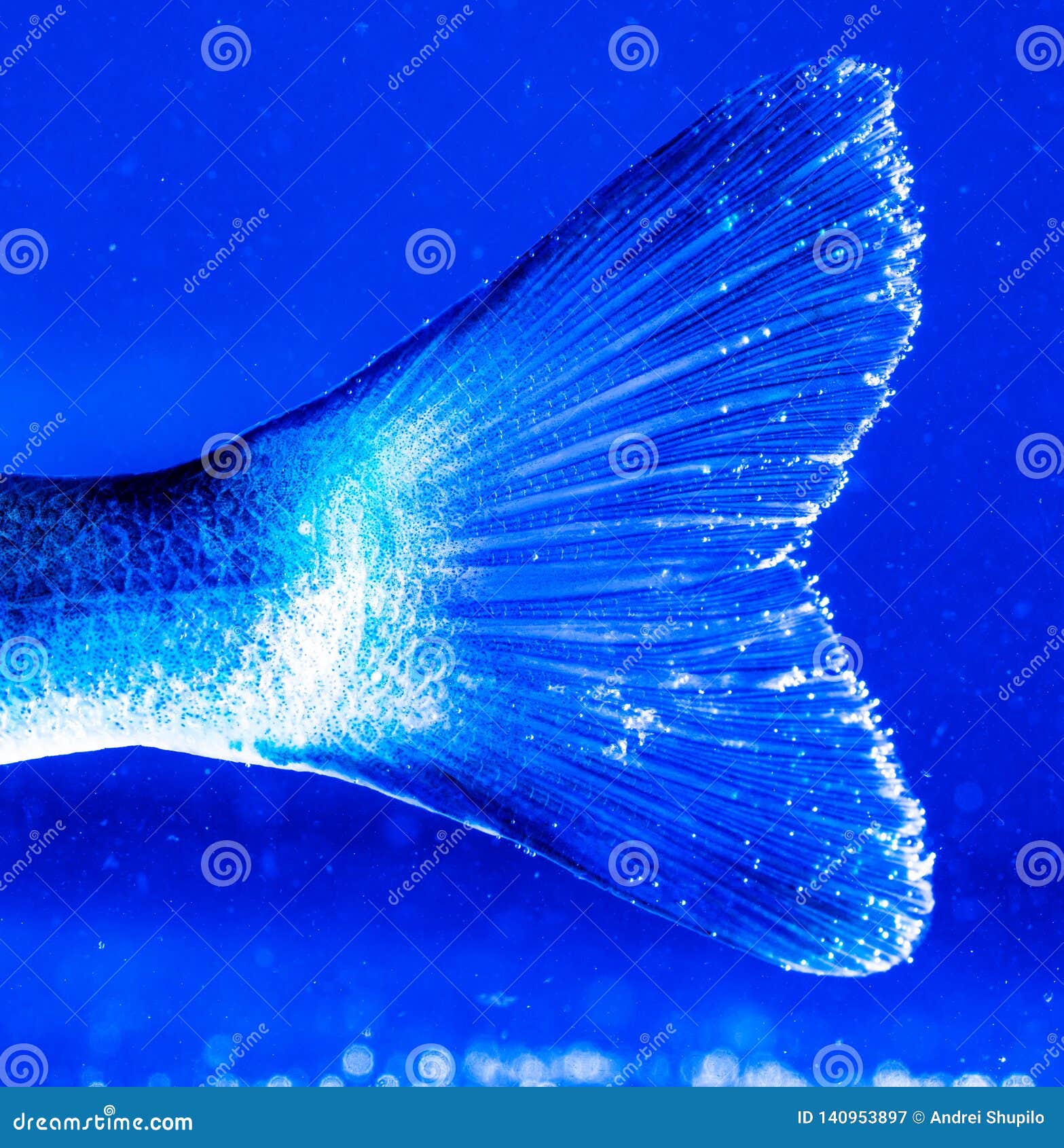 Perch Fish Fins in Blue Light Stock Image - Image of animal, isolated ...