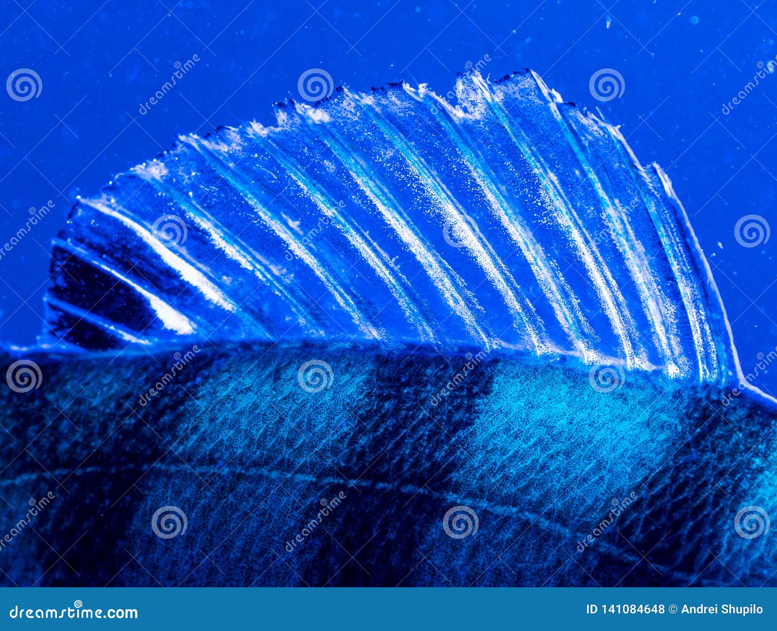 Perch Fish Fins in Blue Light Stock Photo - Image of river, water ...
