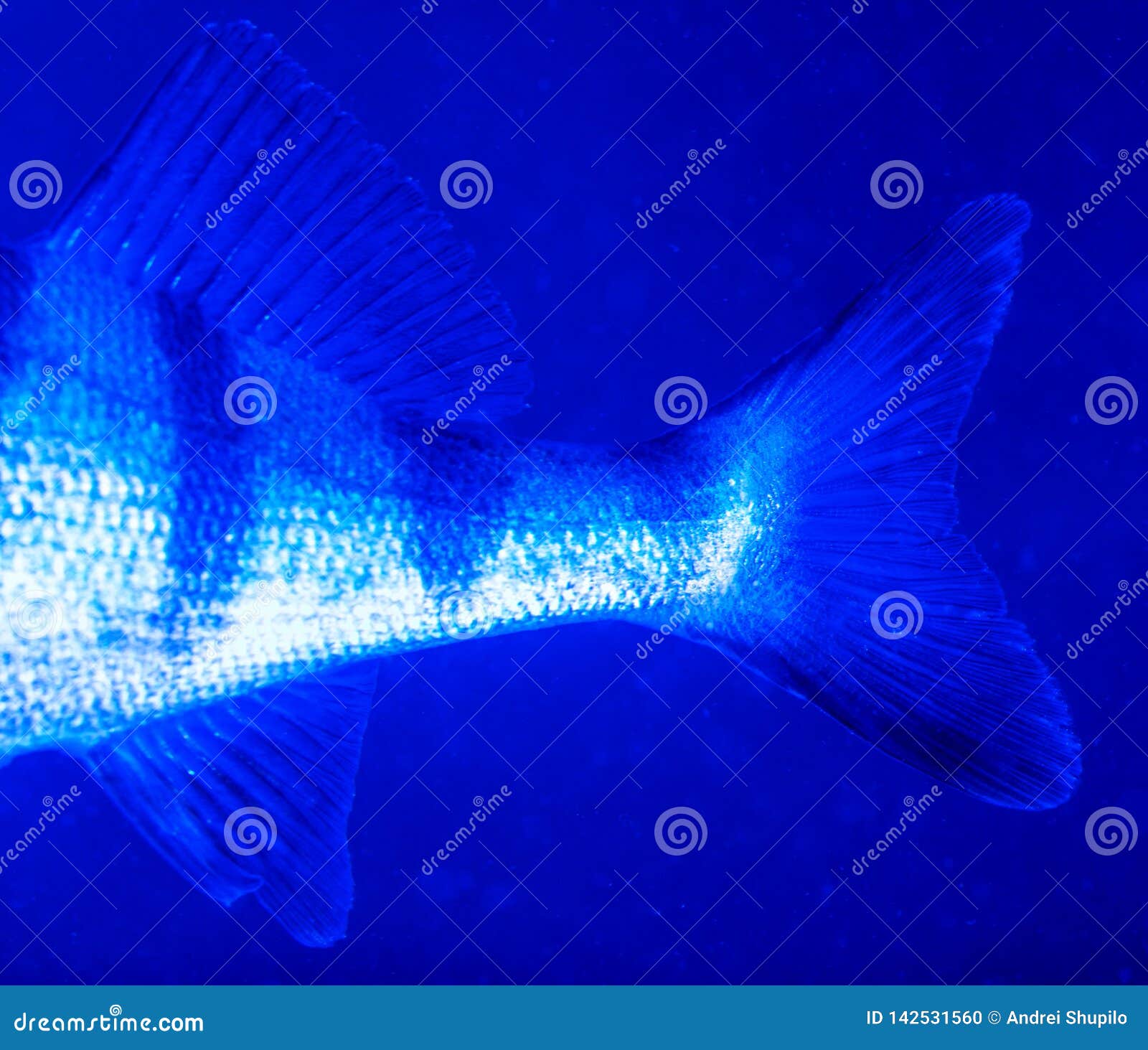 Perch Fish Fins in Blue Light Stock Photo - Image of fish, isolated ...