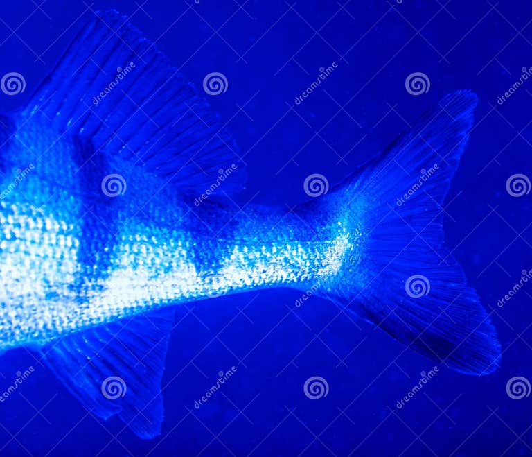 Perch Fish Fins in Blue Light Stock Photo - Image of fish, isolated ...