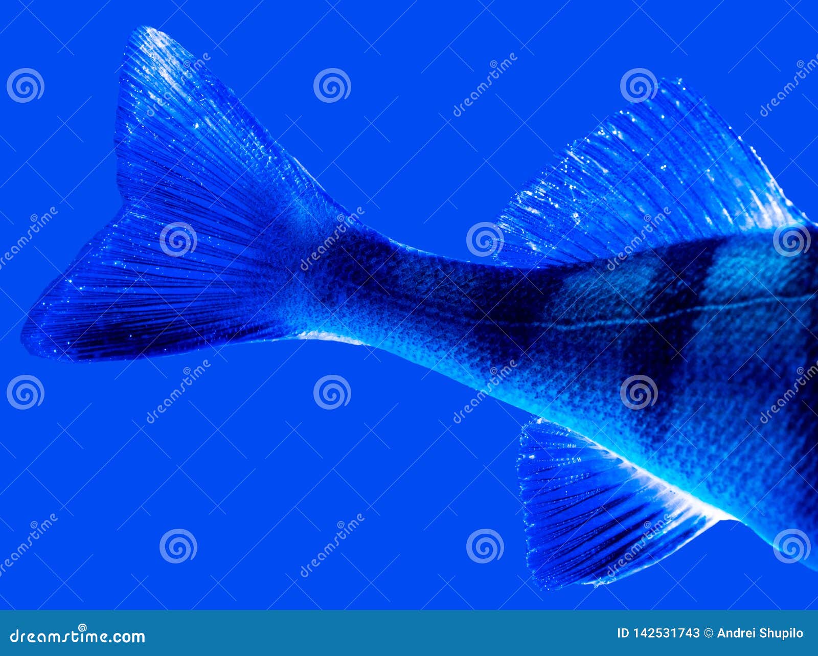 Perch Fish Fins in Blue Light Stock Image - Image of fish, river: 142531743