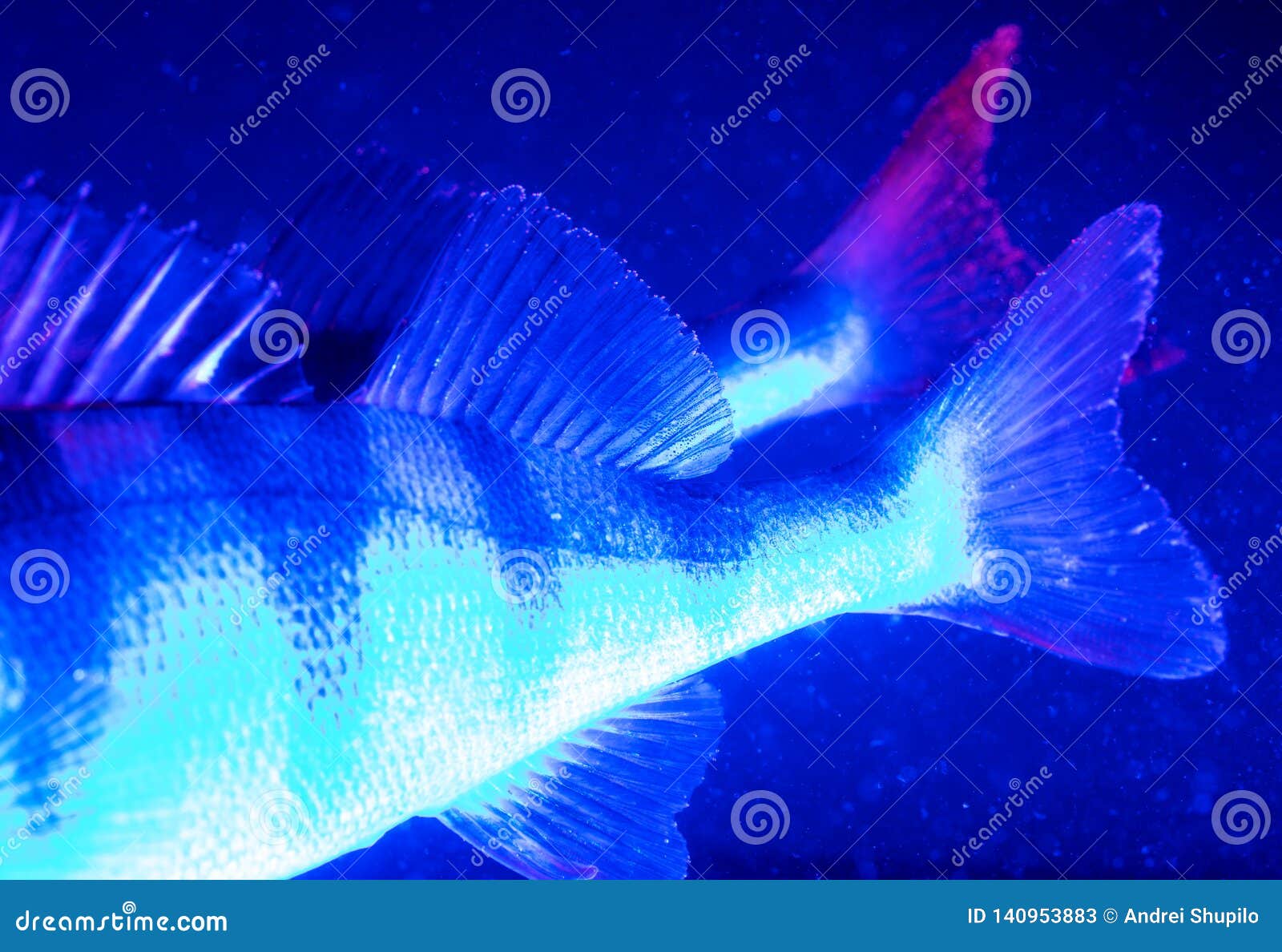 Perch Fish Fins in Blue and Pink Color Stock Image - Image of blue ...