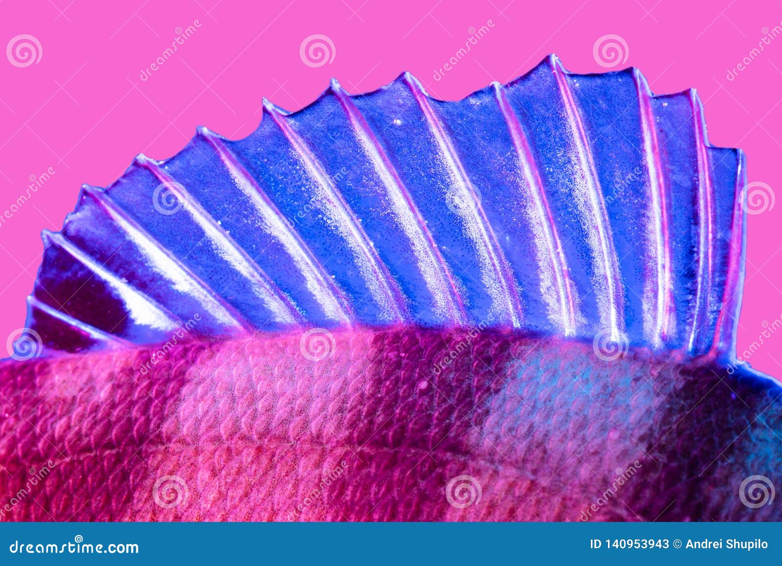 Perch Fish Fins in Blue and Pink Color Stock Image - Image of animal ...