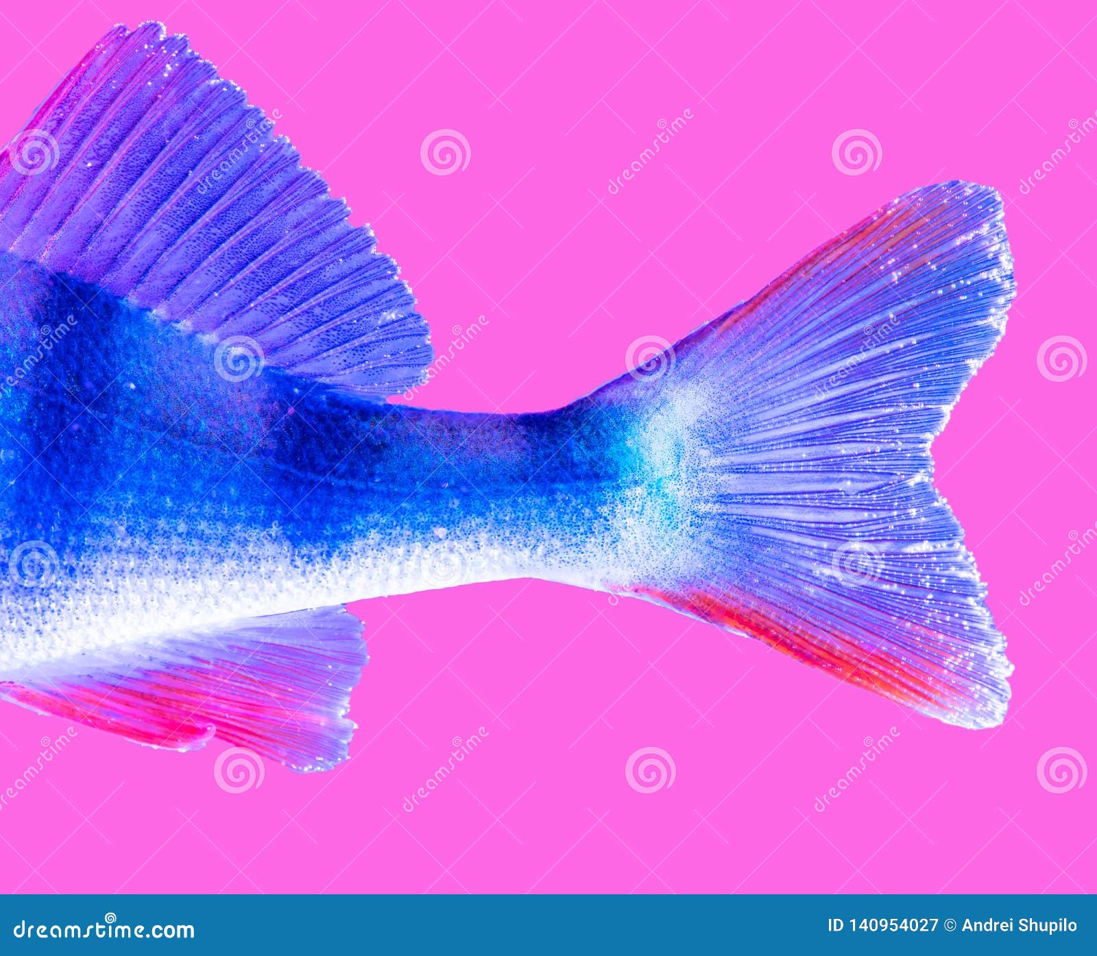 Perch Fish Fins in Blue and Pink Color Stock Image - Image of isolated ...