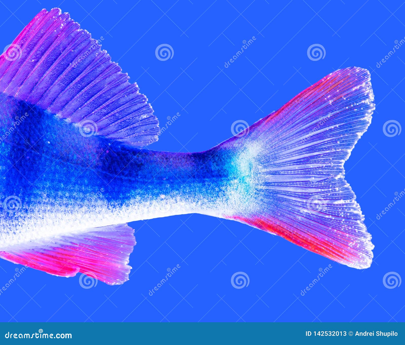 Perch Fish Fins in Blue and Pink Color Stock Image - Image of pond ...