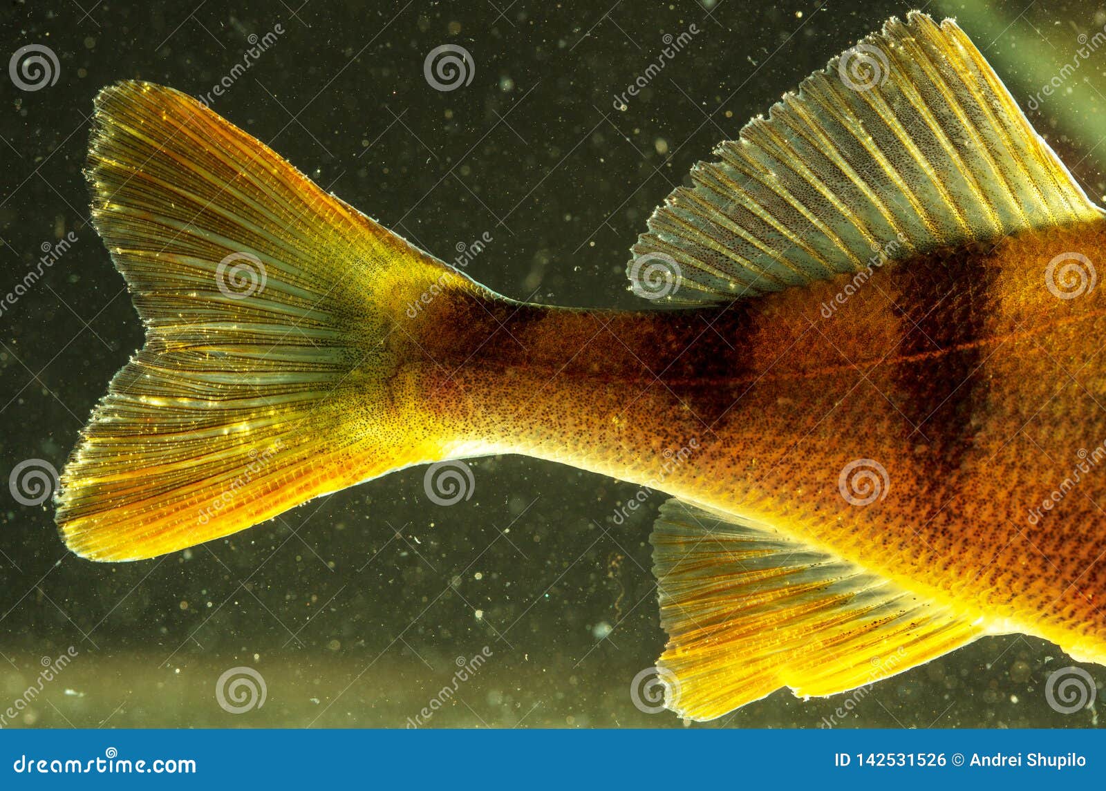 Perch Fish Fins in Gold Color Stock Photo - Image of pond, isolated ...