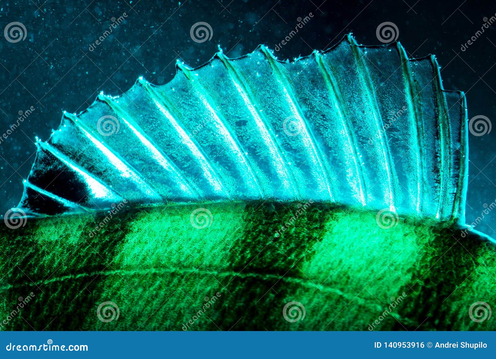 Perch Fish Fins in Turquoise Color Stock Photo - Image of background ...