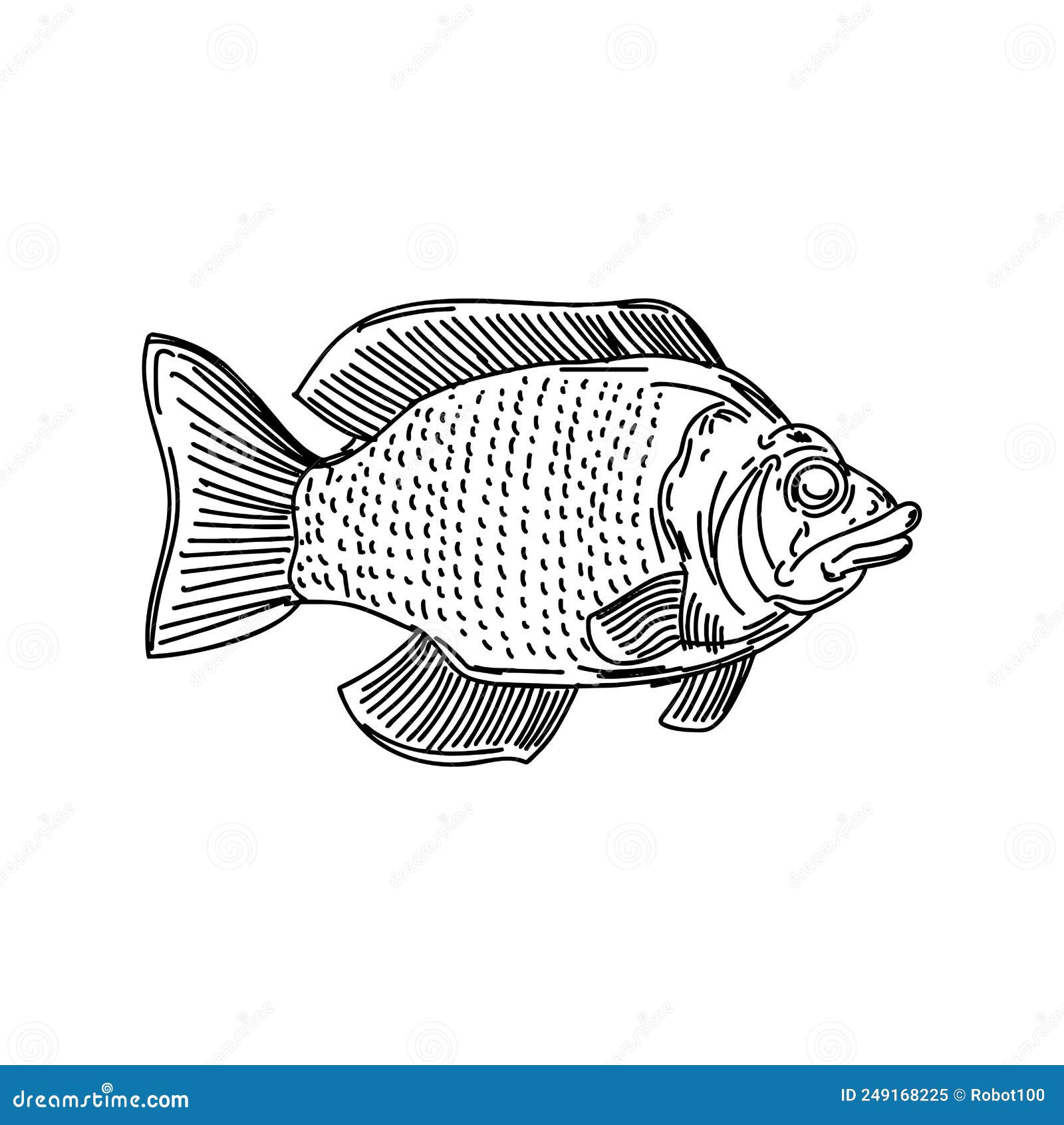 Perch Fish Hand Drawing. Fish Vector Illustration Stock Vector ...