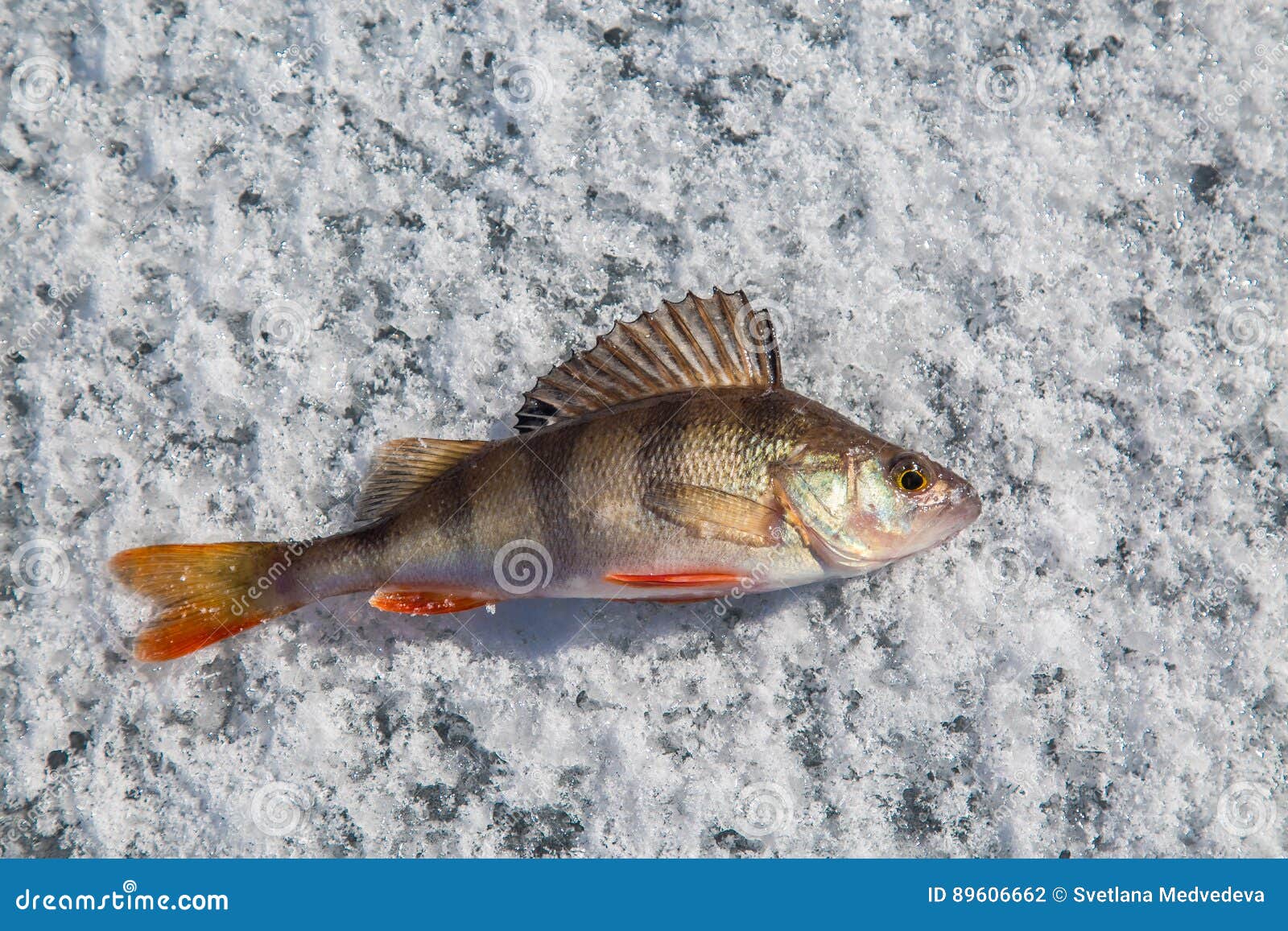 Perch fish on the ice stock photo. Image of mouth, nature - 89606662