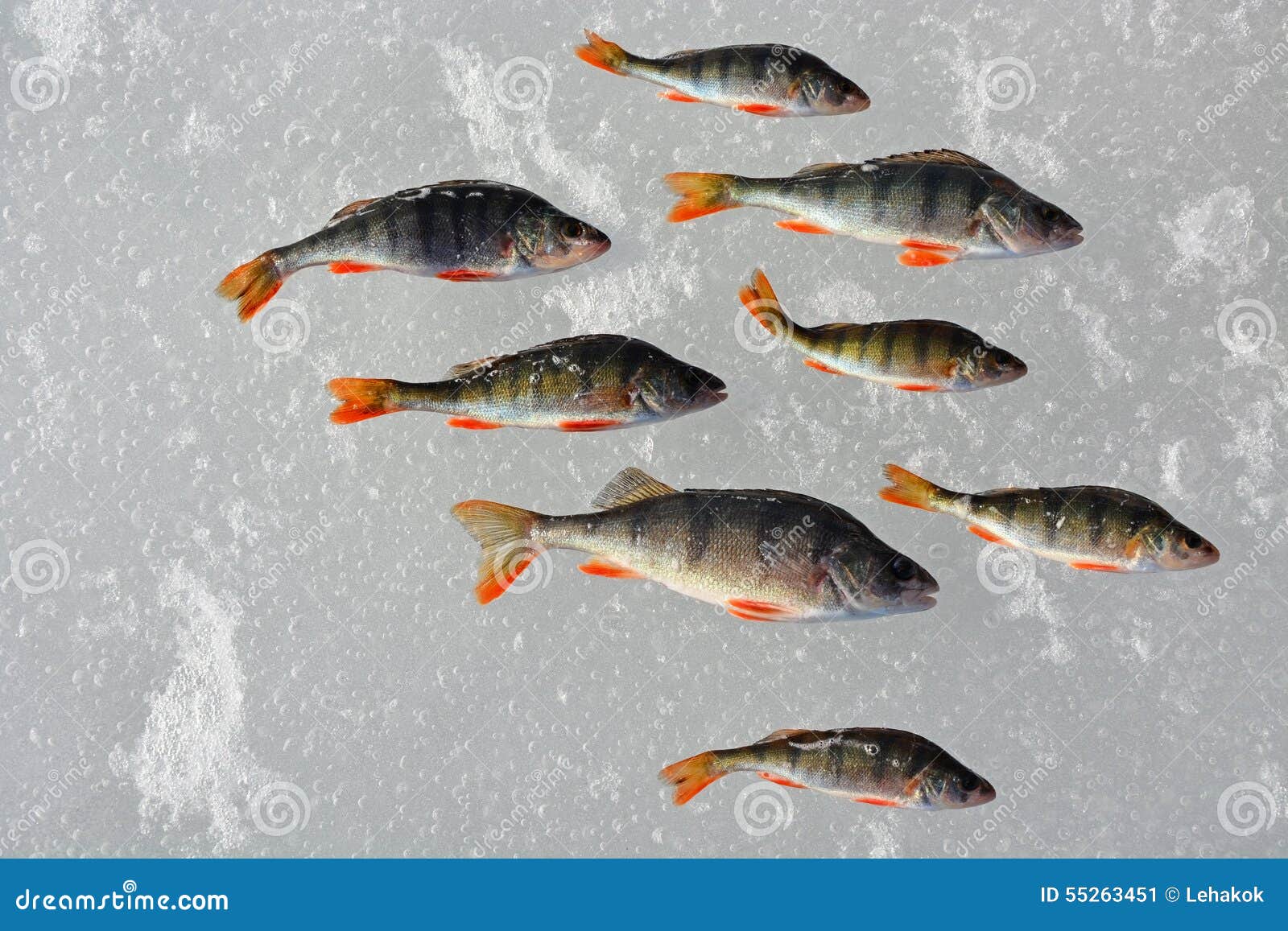 Perch fish on the ice stock image. Image of activity - 55263451