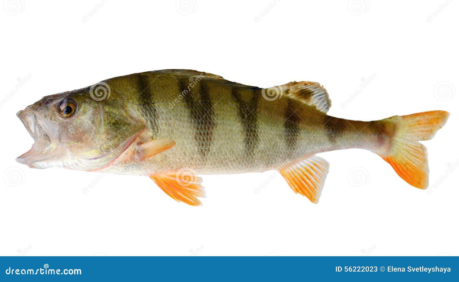 Perch stock image. Image of isolated, light, fish, background - 56222023