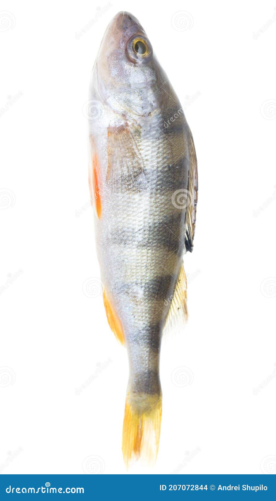Perch Fish Isolated on White Stock Photo - Image of freshwater, fresh ...