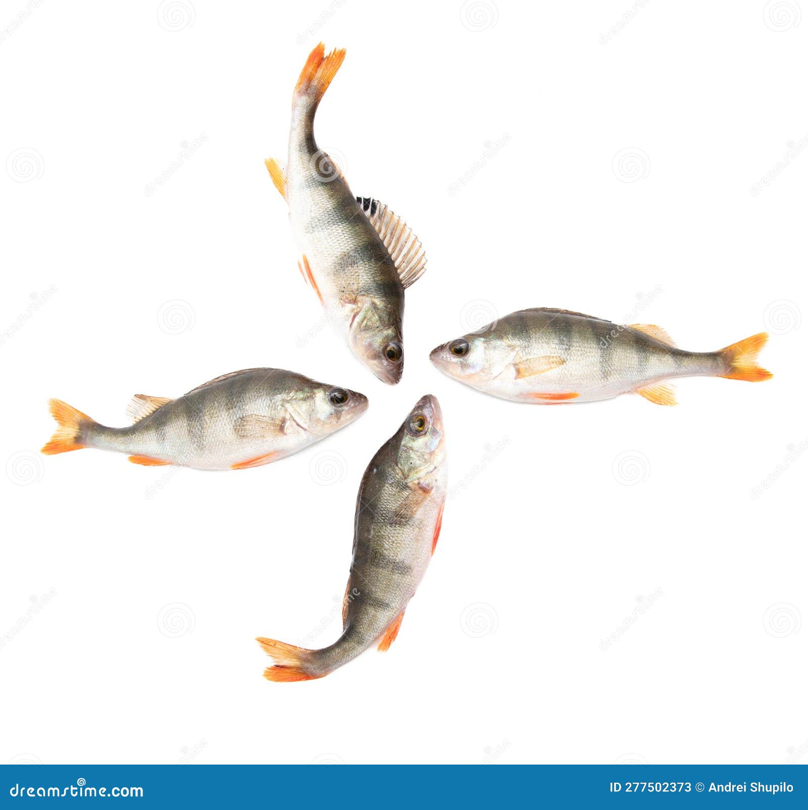 Perch Fish Isolated on a White Background. Stock Image - Image of ...