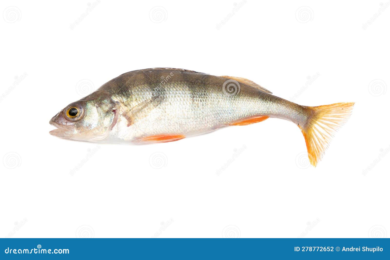Perch Fish Isolated on a White Background. Stock Photo - Image of ...