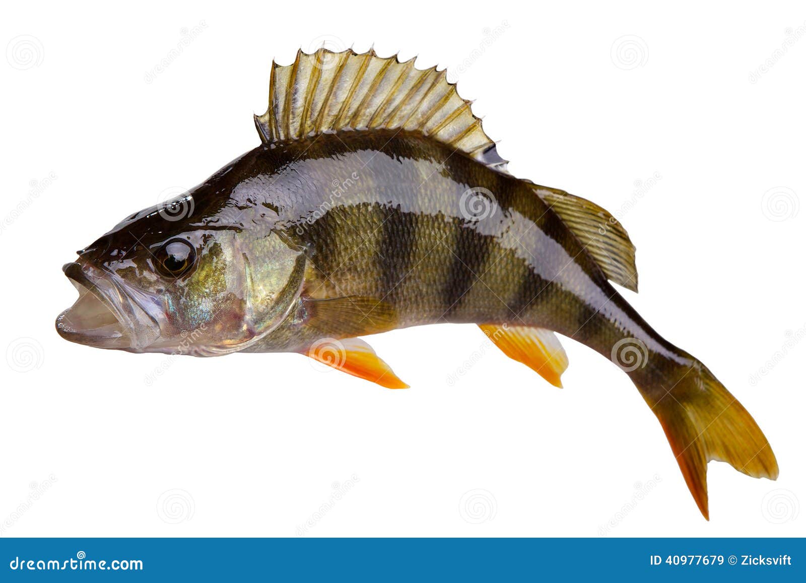 The perch stock image. Image of shore, food, river, perch - 40977679
