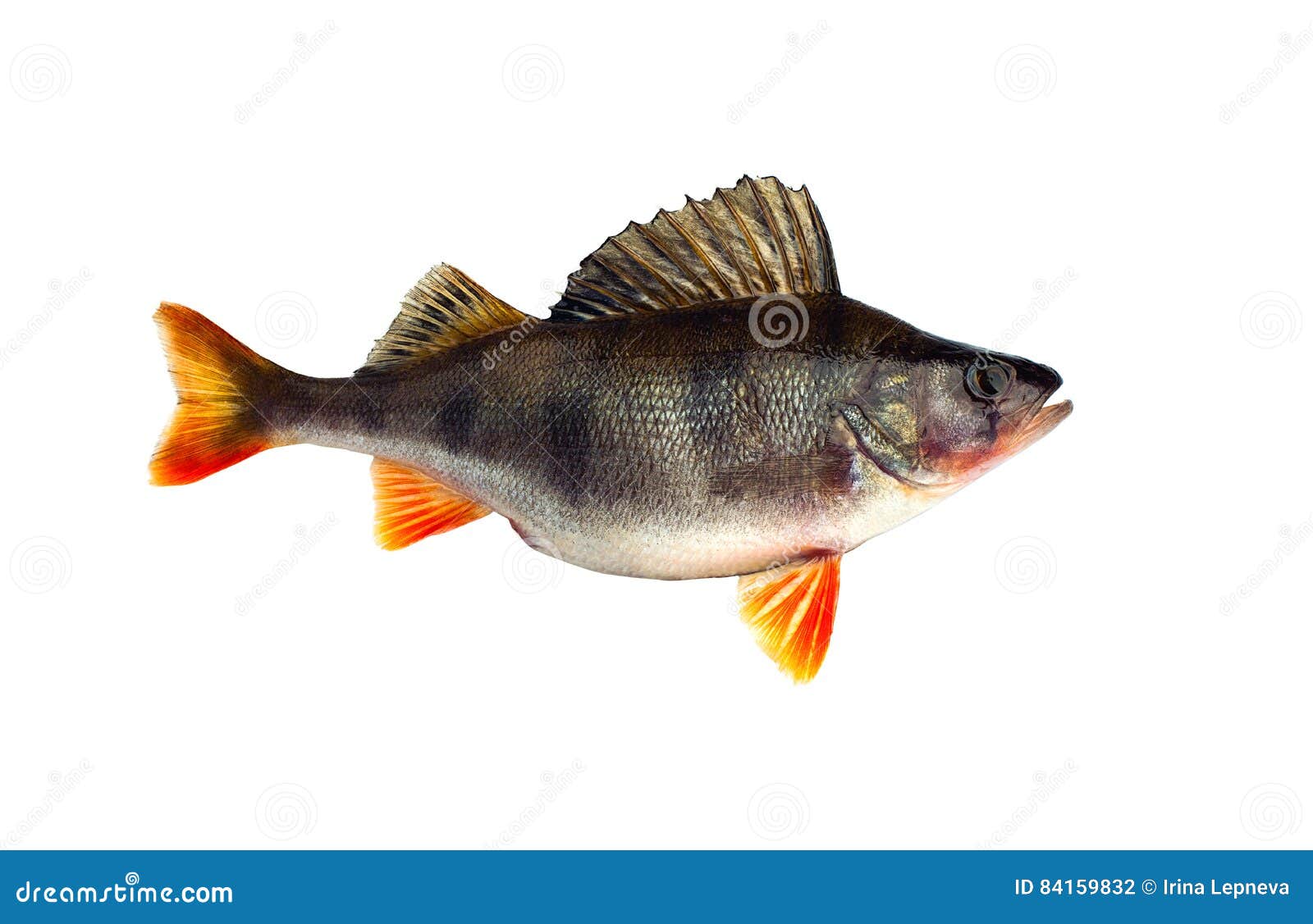 Perch Fish Isolated on White Stock Photo - Image of color, closeup ...