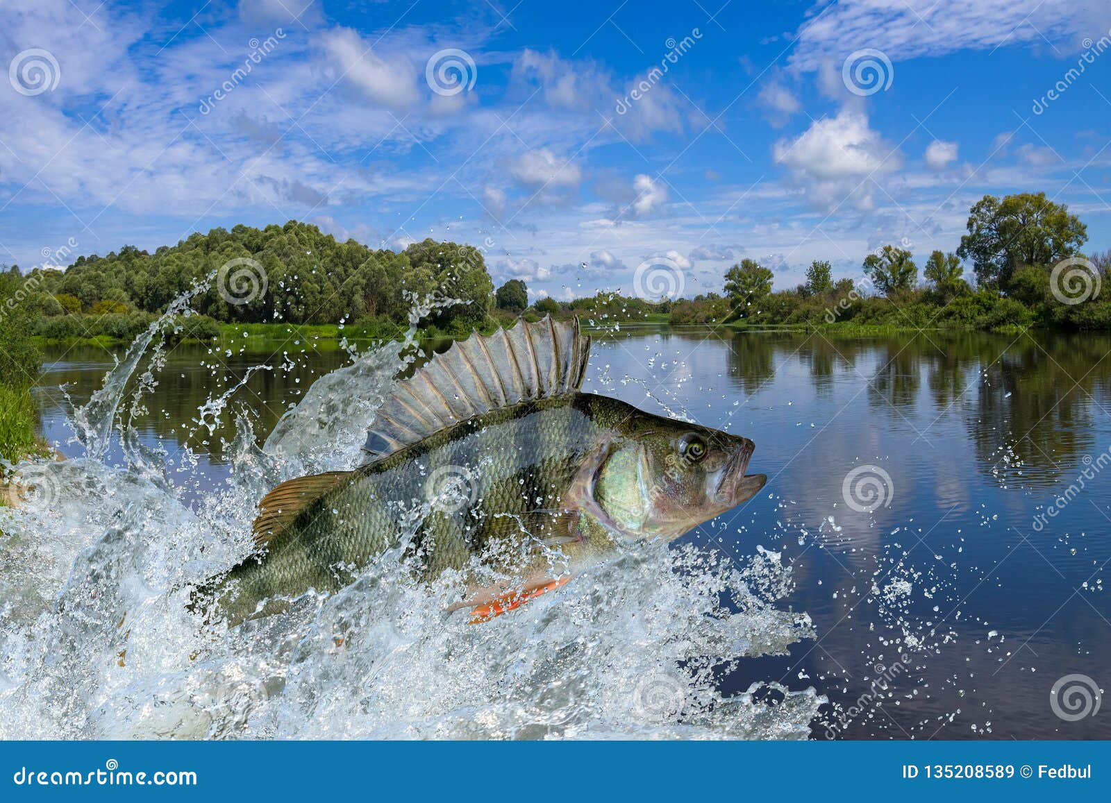 Perch Fish Jumping with Splashing in Water Stock Image - Image of ...