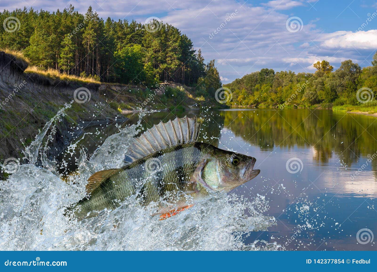 Perch Fish Jumping with Splashing in Water Stock Photo - Image of ...