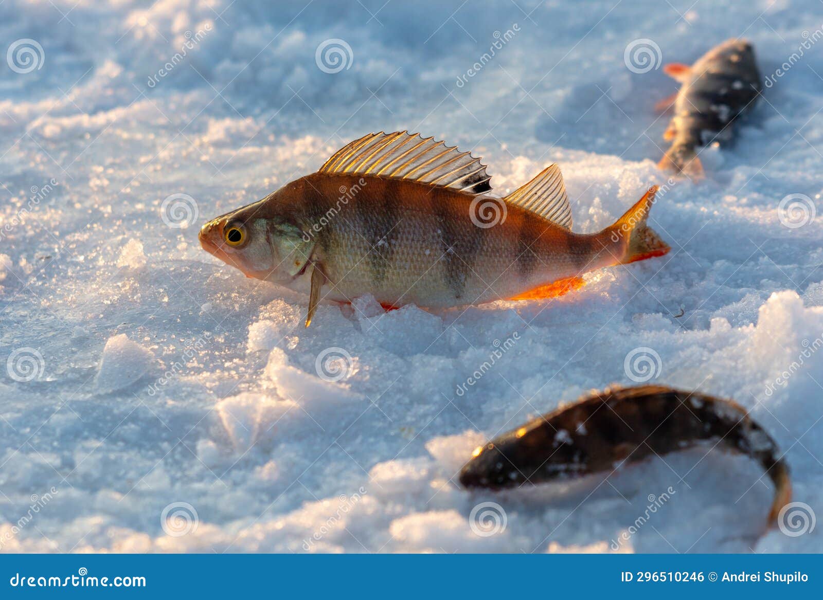 Perch Fish Lies on the Snow in Winter. Close-up Stock Photo - Image of ...
