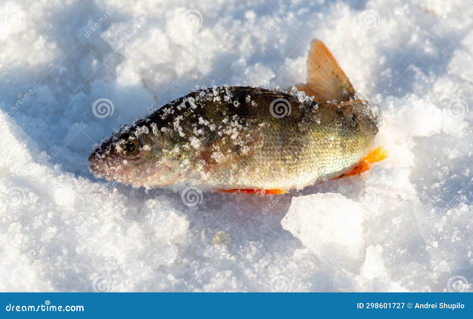 Perch Fish Lies on the Snow in Winter. Close-up Stock Image - Image of ...