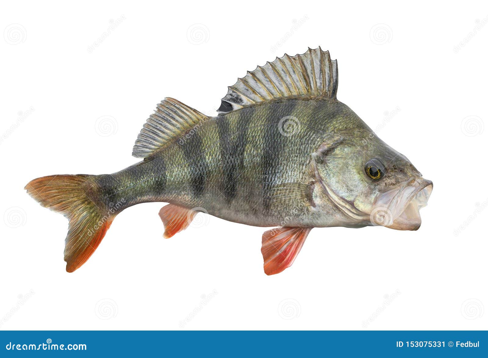 Perch Fish. Live Trophy Isolated On White Background. Perca Fluviatilis ...