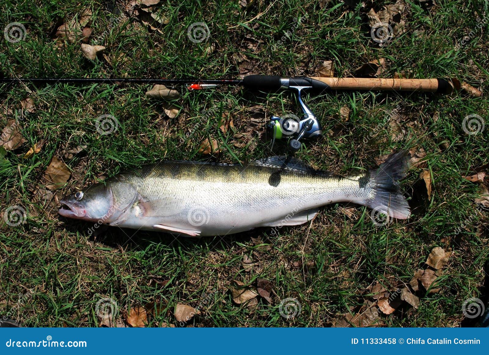 Perch fish near the rod stock photo. Image of presents - 11333458