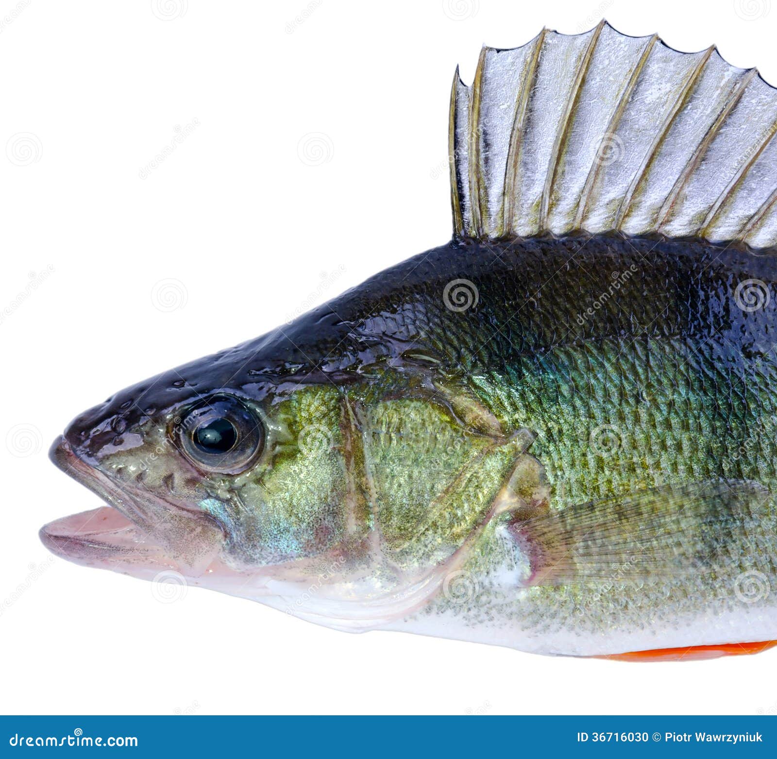 Perch fish portrait stock photo. Image of fresh, isolated - 36716030
