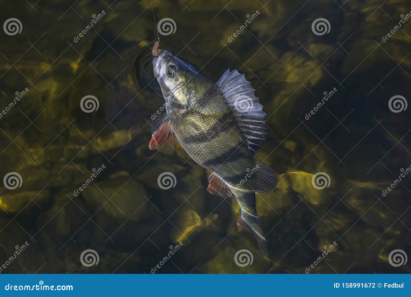 Perch Fish Trophy in Water. Fishing Background Stock Photo - Image of ...