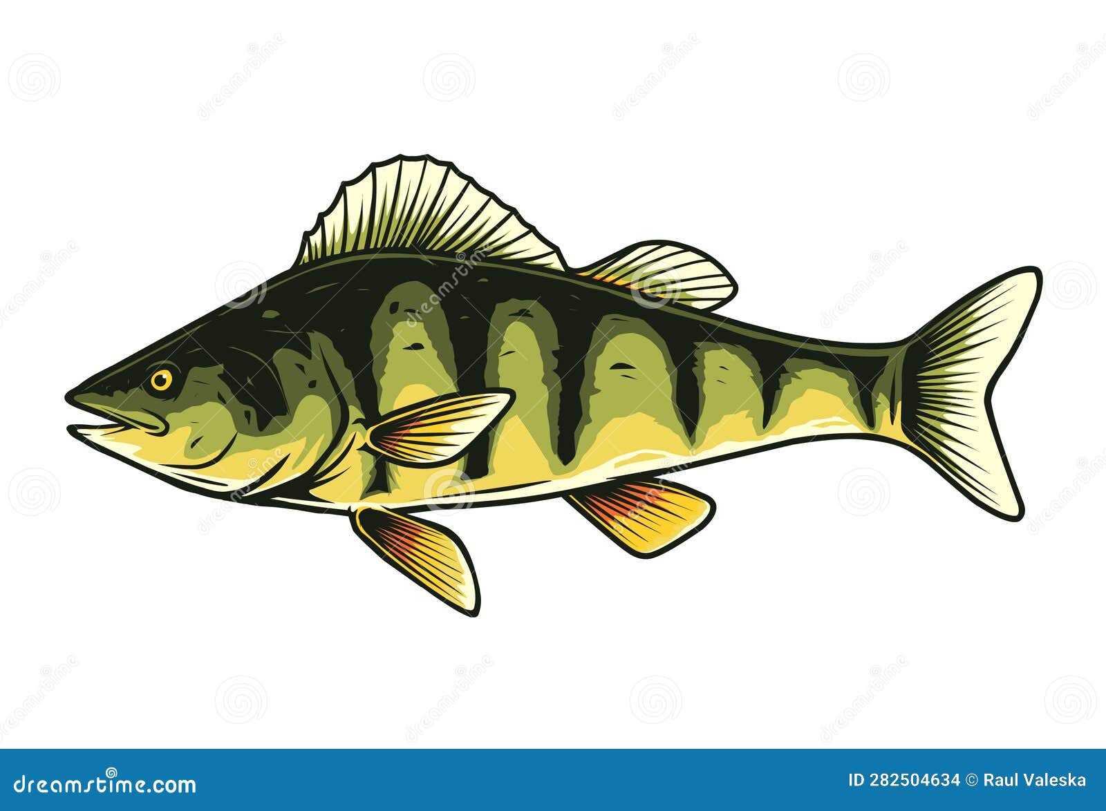 Perch fish vector drawing stock vector. Illustration of food - 282504634